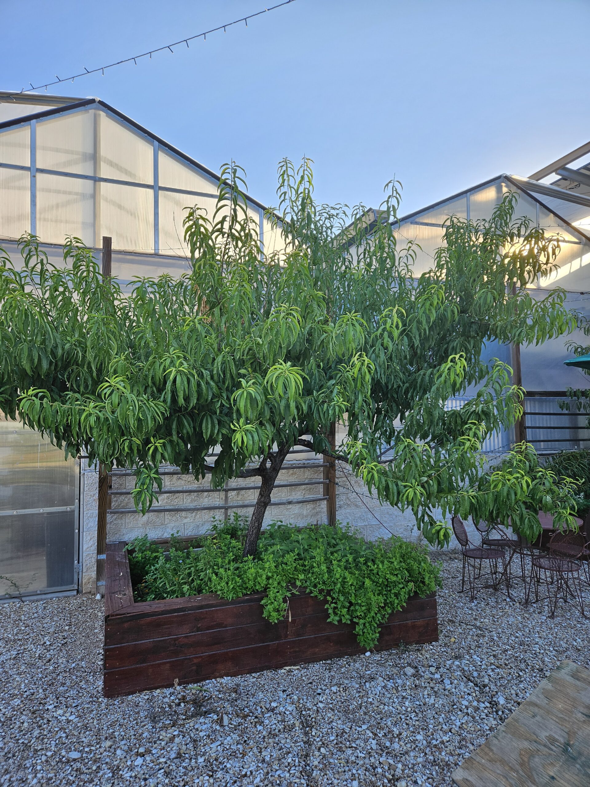 Urban Reap Community Workshop Tree Care Mission Waco