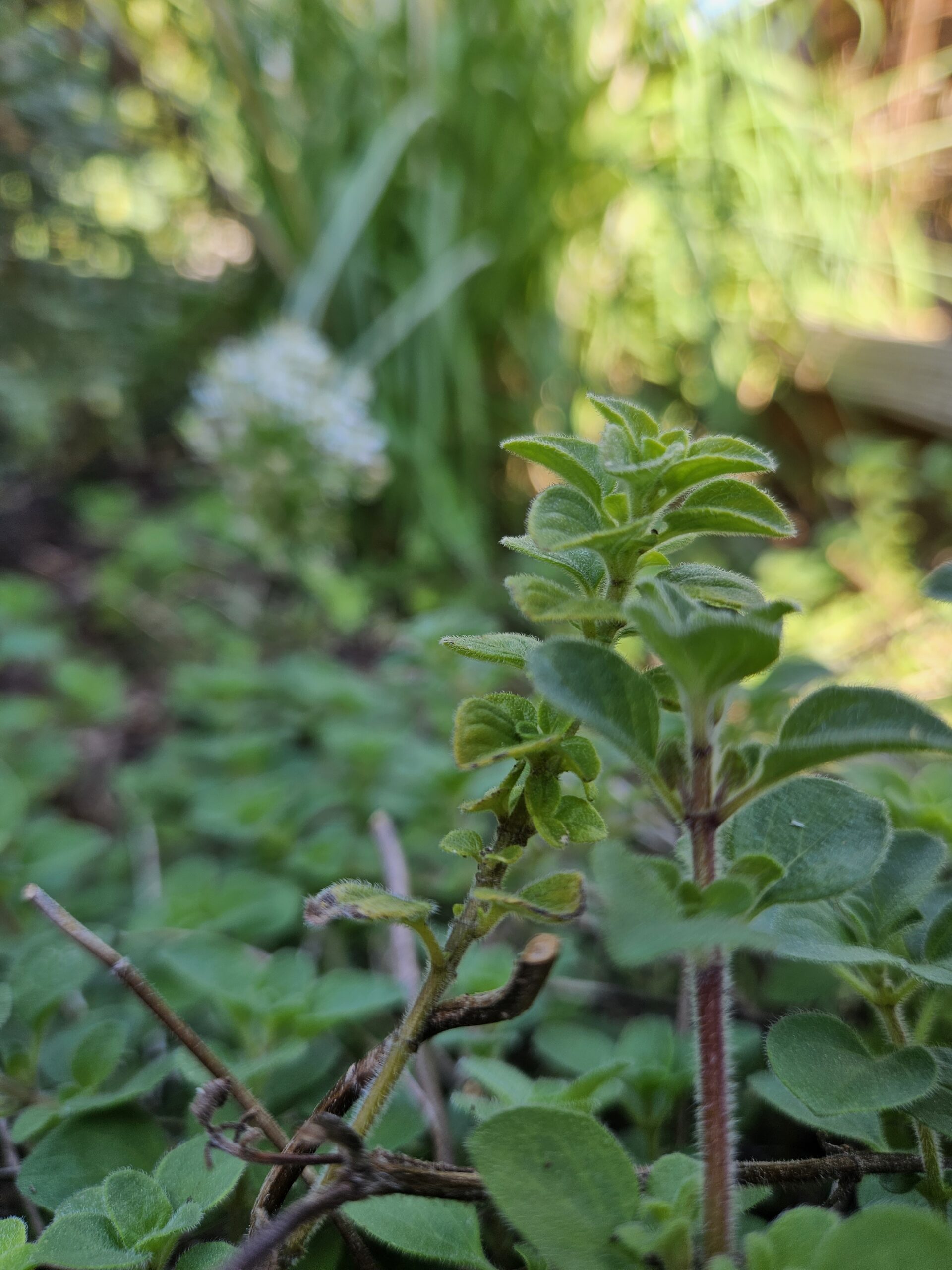 Urban Reap Community Workshop Herbs Mission Waco